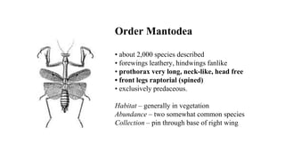insectaclassification and orders of important insects | PPTX