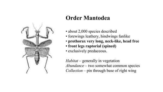 insectaclassification and orders of important insects | PPT