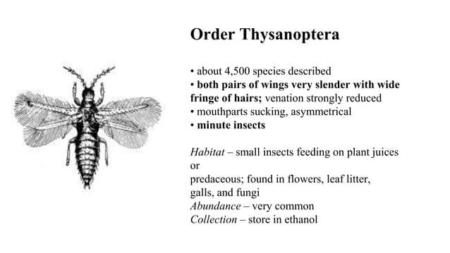 insectaclassification and orders of important insects | PPT
