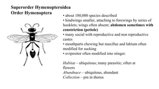 insectaclassification and orders of important insects | PPTX