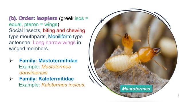 insectaclassification and orders of important insects | PPT