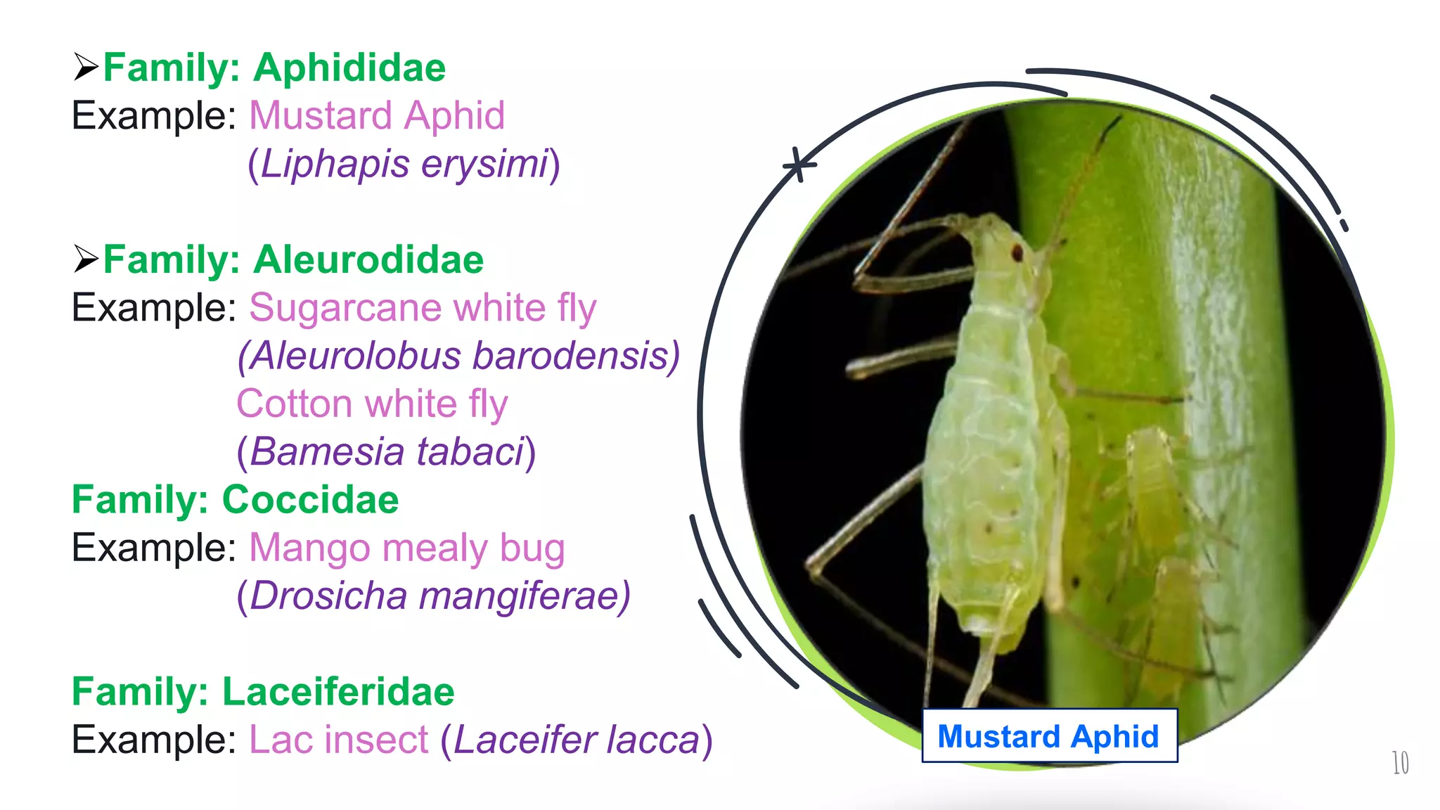 Order: Insecta Classification | PPTX