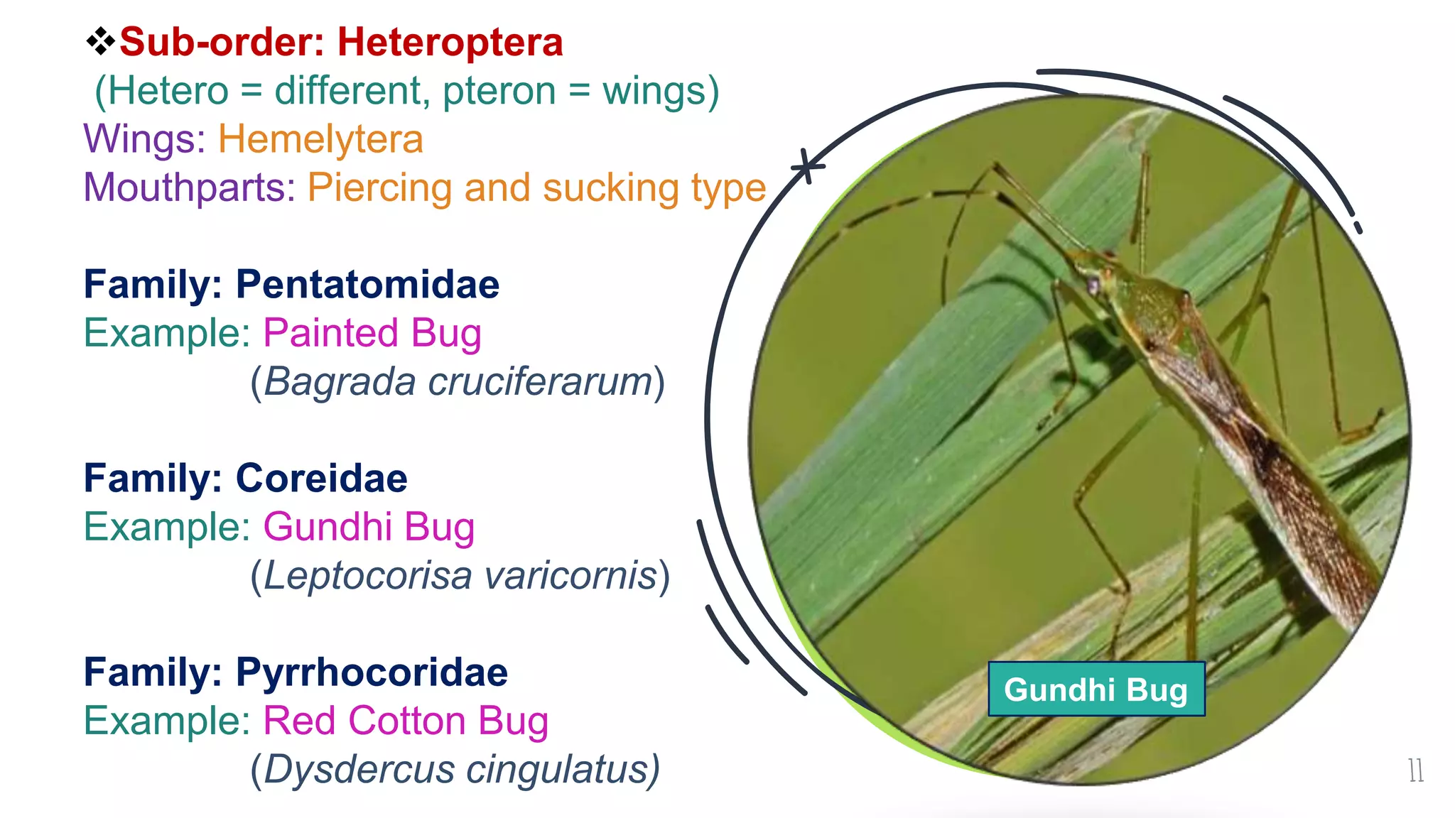 Order: Insecta Classification | PPTX