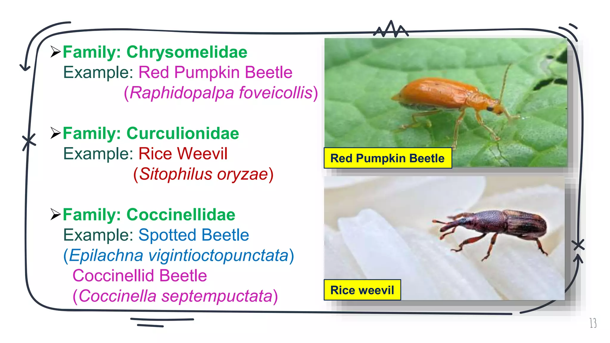 Order: Insecta Classification | PPTX
