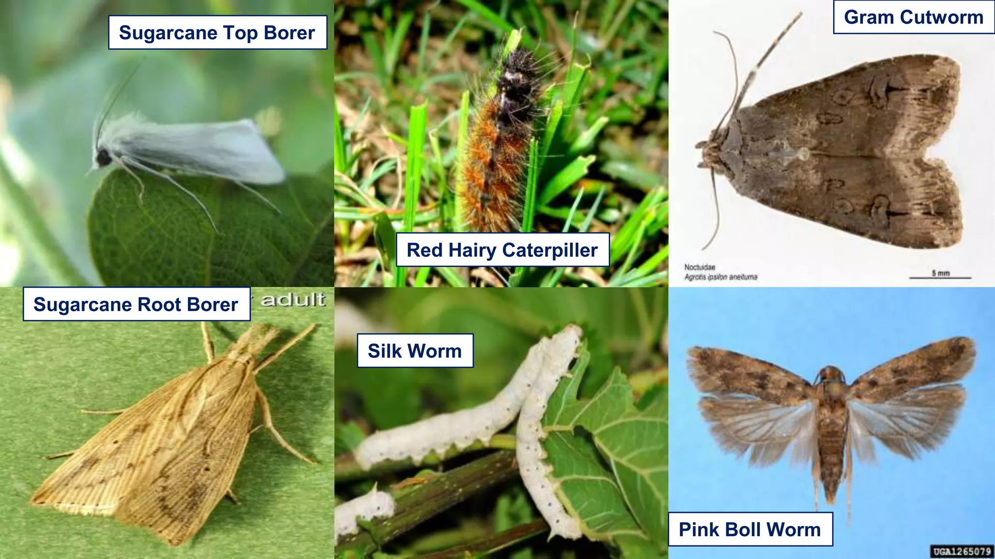 Order: Insecta Classification | PPTX