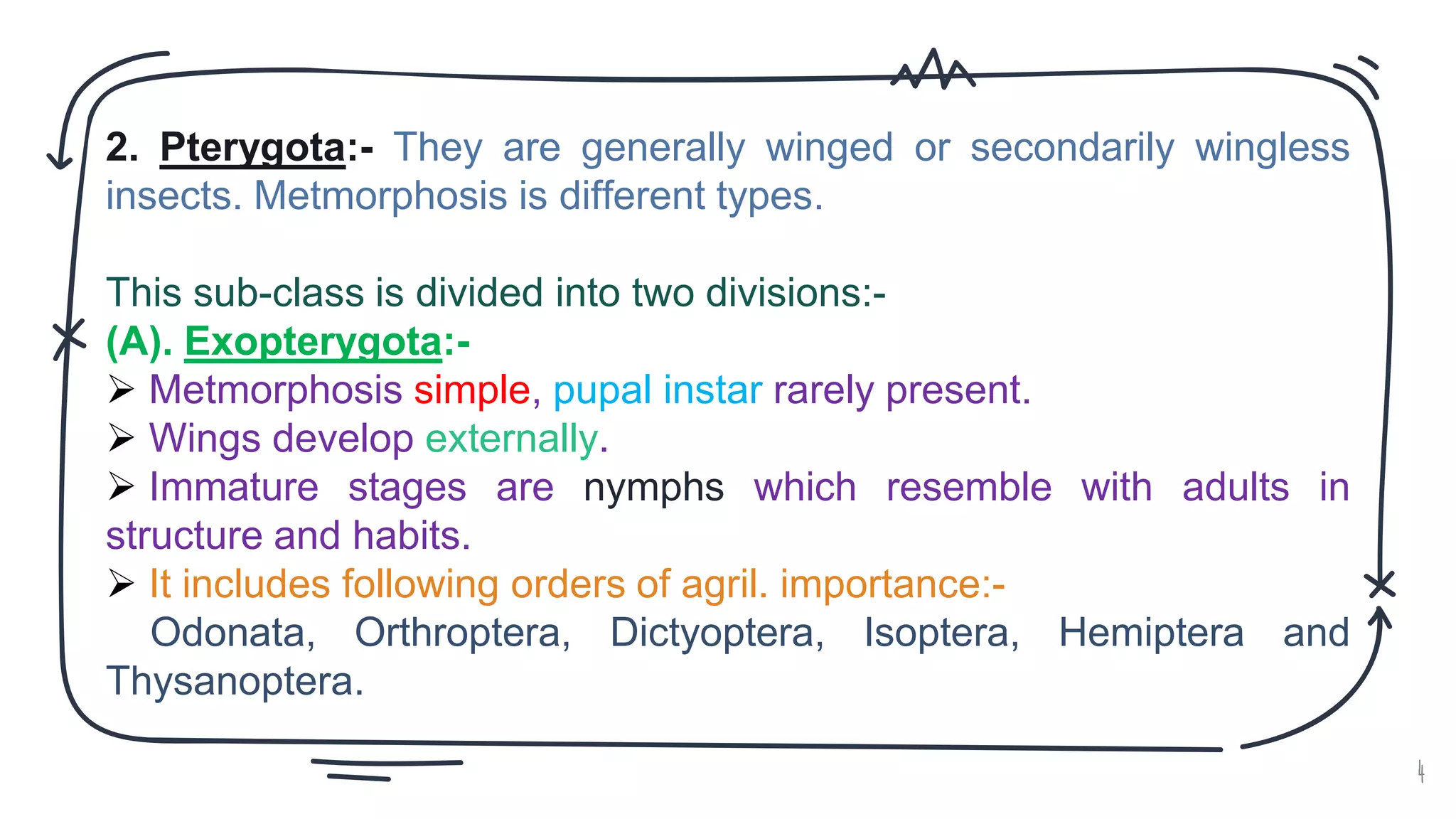 Order: Insecta Classification | PPTX