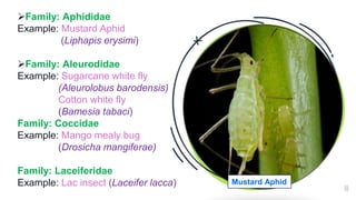 Order: Insecta Classification | PPTX