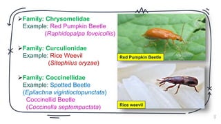 Order: Insecta Classification | PPTX