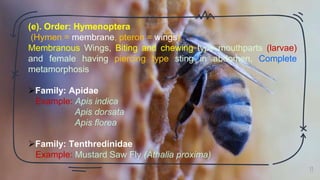 Order: Insecta Classification | PPTX