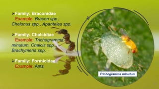 Order: Insecta Classification | PPTX
