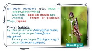 Order: Insecta Classification | PPTX