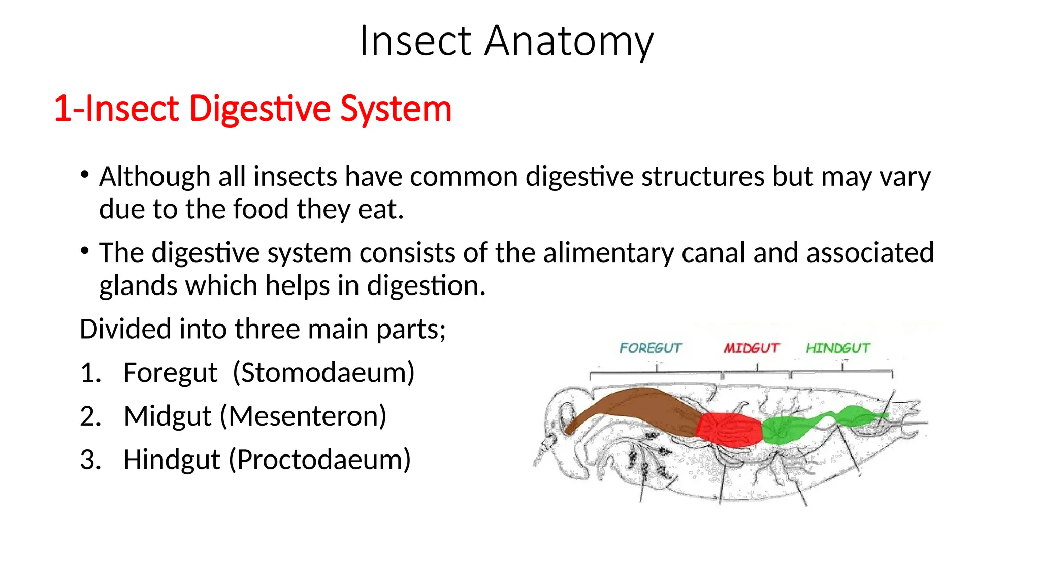 Insect Anatomy, Digestive & Excretery Sy.........stem (1).pptx