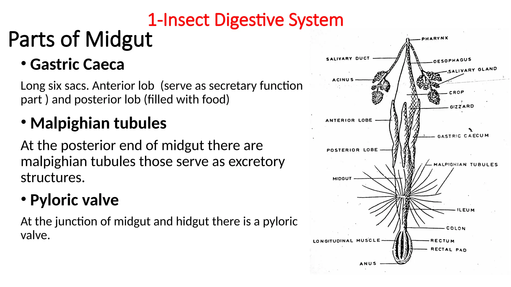 Insect Anatomy, Digestive & Excretery Sy.........stem (1).pptx