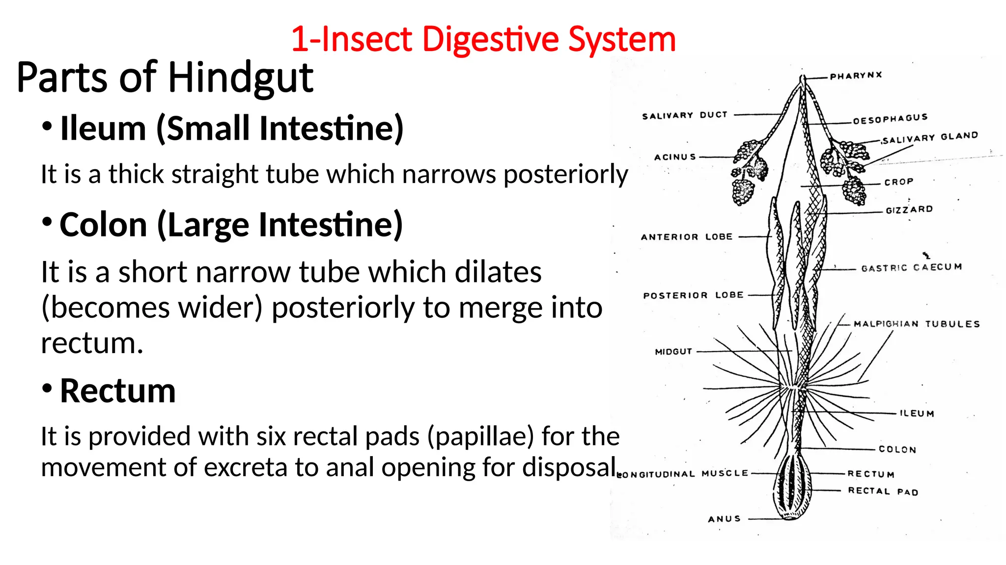 Insect Anatomy, Digestive & Excretery Sy.........stem (1).pptx