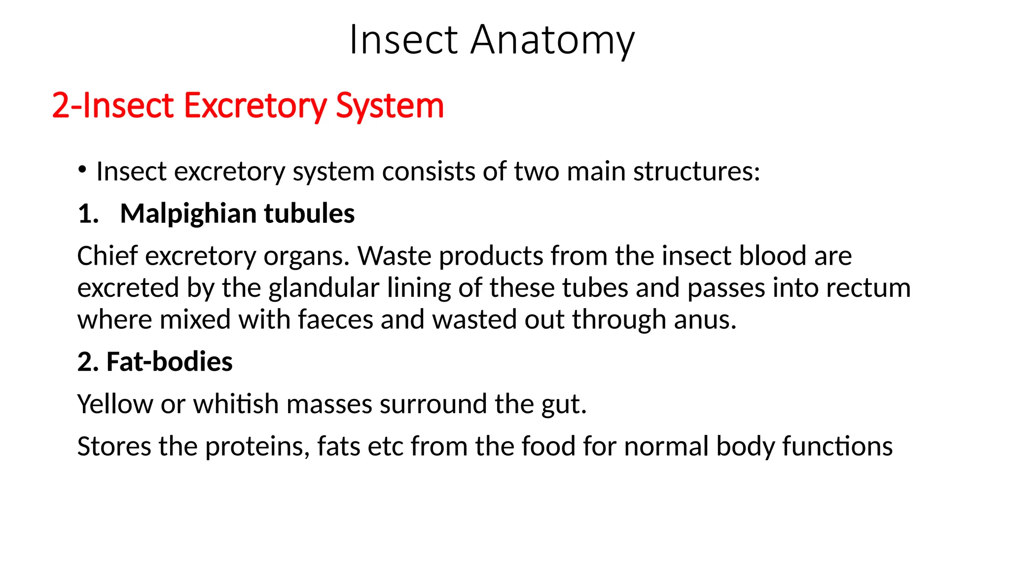 Insect Anatomy, Digestive & Excretery Sy.........stem (1).pptx