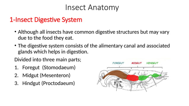 Insect Anatomy, Digestive & Excretery Sy.........stem (1).pptx