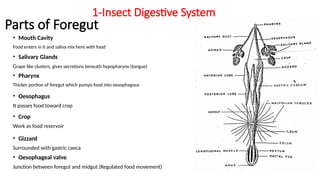 Insect Anatomy, Digestive & Excretery Sy.........stem (1).pptx