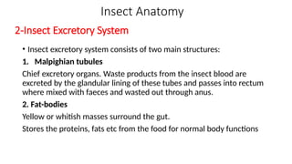 Insect Anatomy, Digestive & Excretery Sy.........stem (1).pptx