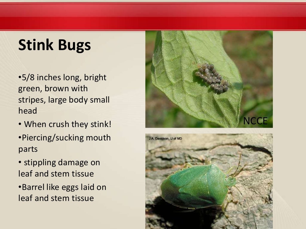 Grow Your Own, Nevada! Spring 2013: Insects & Other Garden Pests