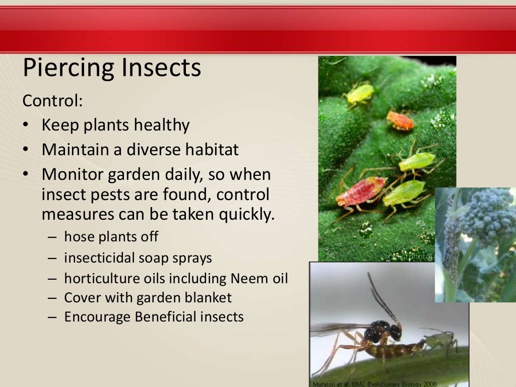 Grow Your Own, Nevada! Spring 2013: Insects & Other Garden Pests