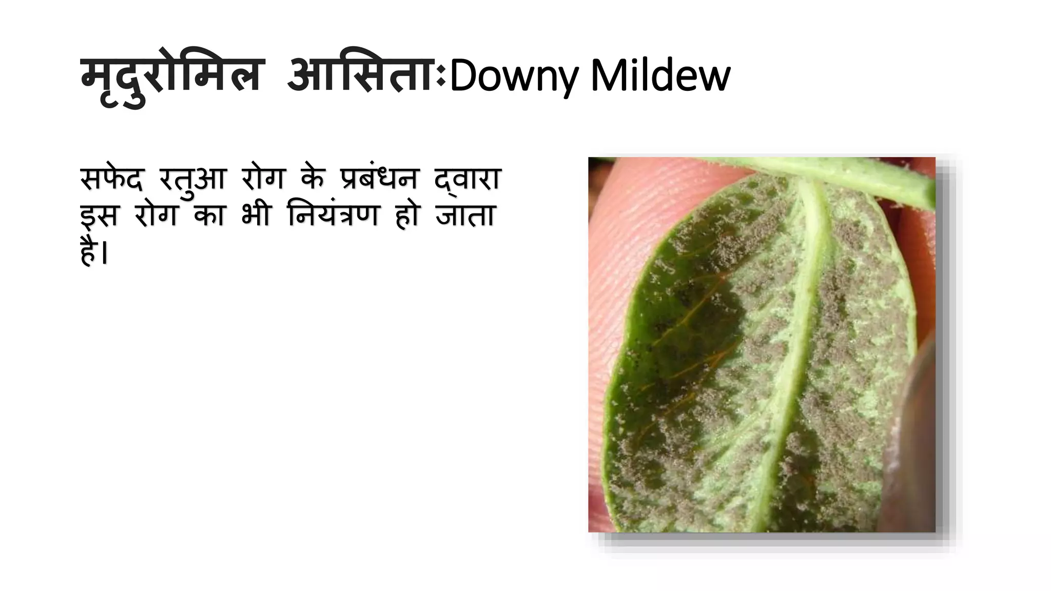 Insect and disease management in mustard | PPT