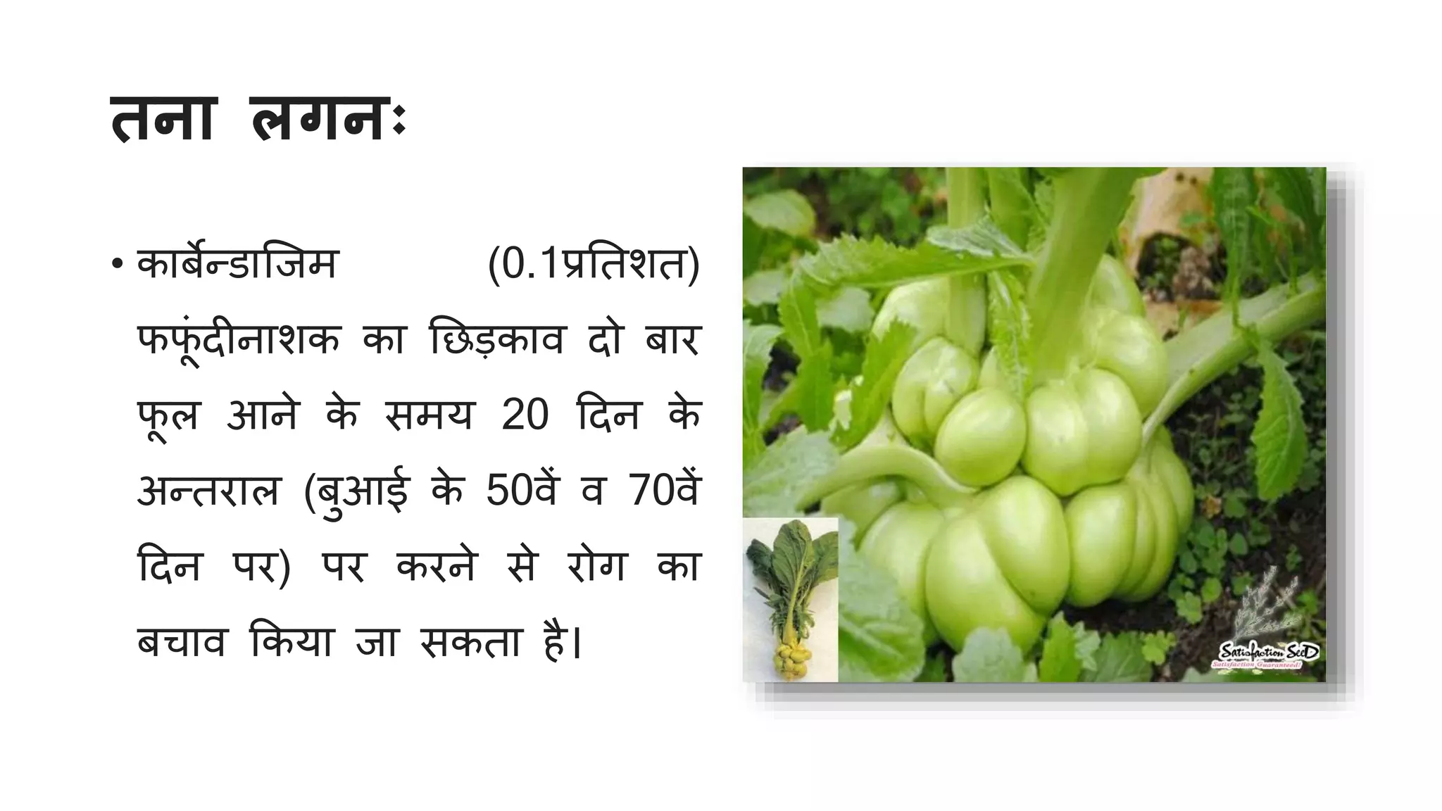 Insect and disease management in mustard | PPT