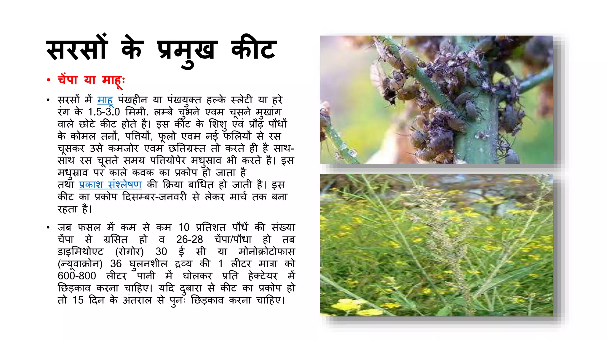 Insect and disease management in mustard | PPT