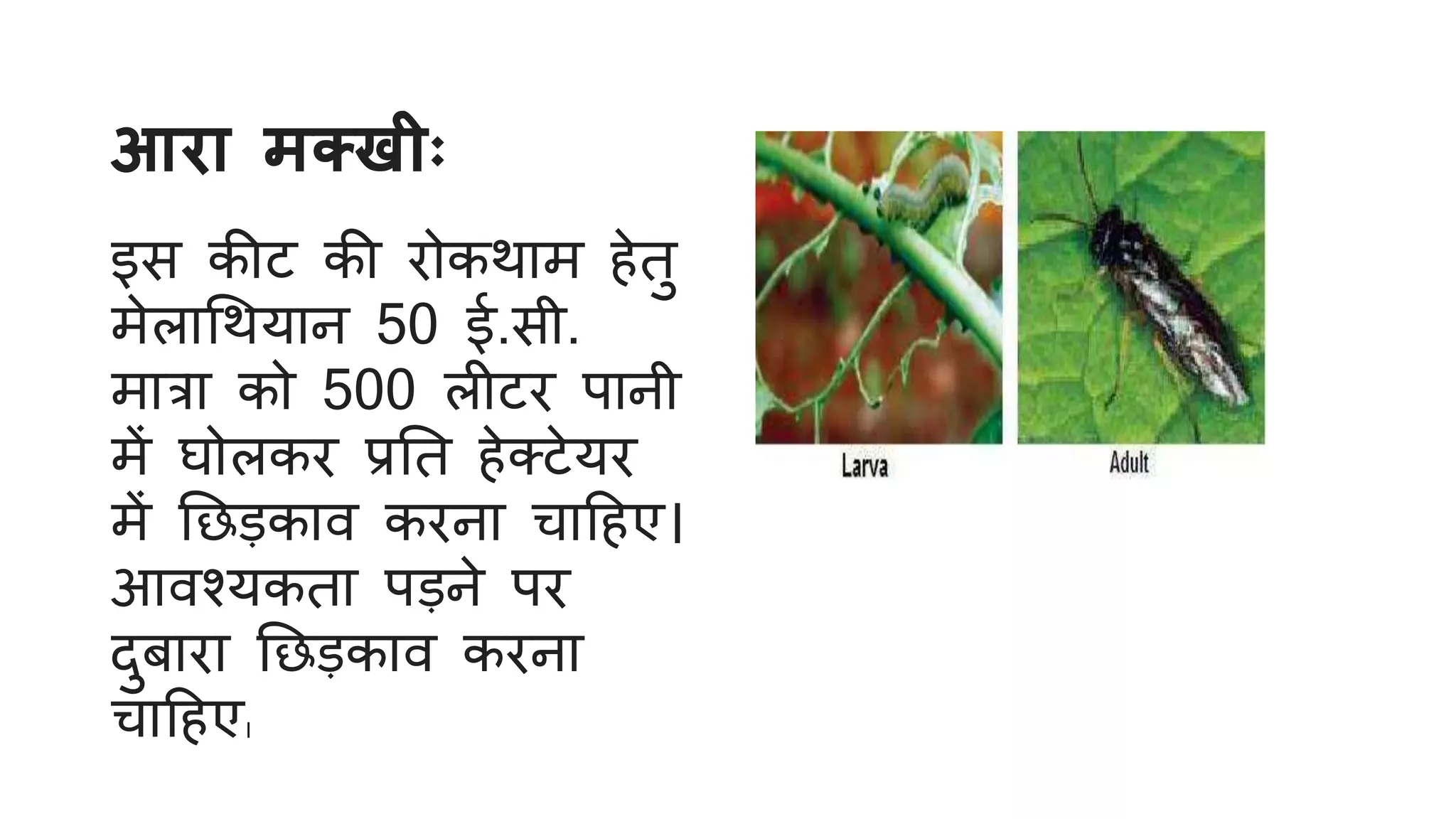 Insect and disease management in mustard | PPT