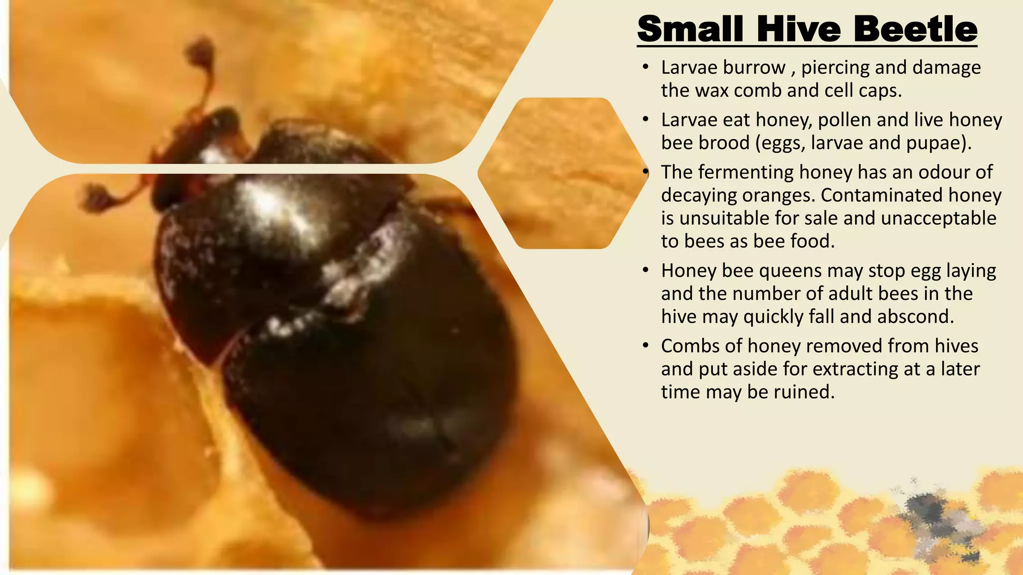 insect and non insect pest and disease of honeybees.pptx