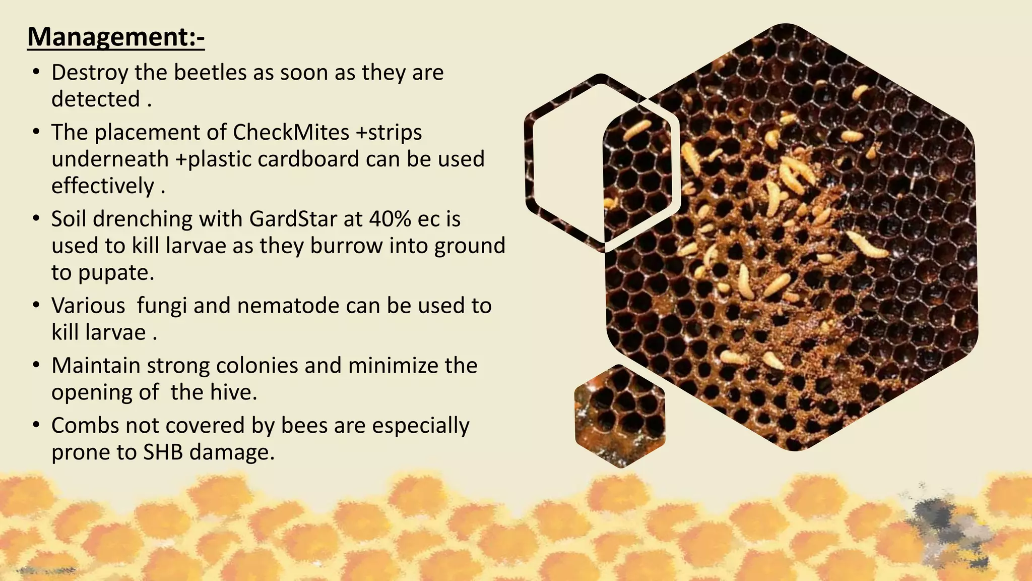 insect and non insect pest and disease of honeybees.pptx