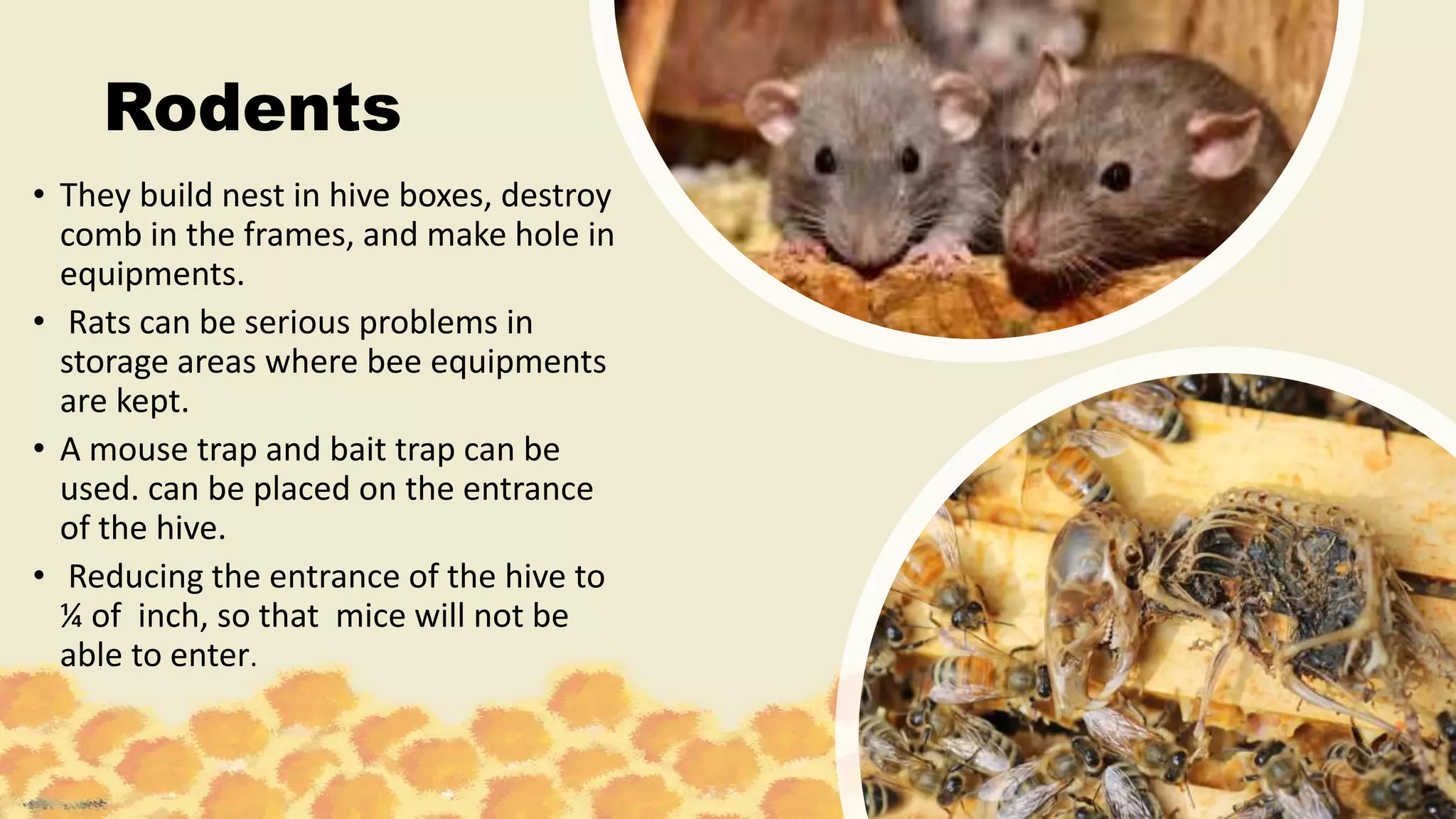 insect and non insect pest and disease of honeybees.pptx