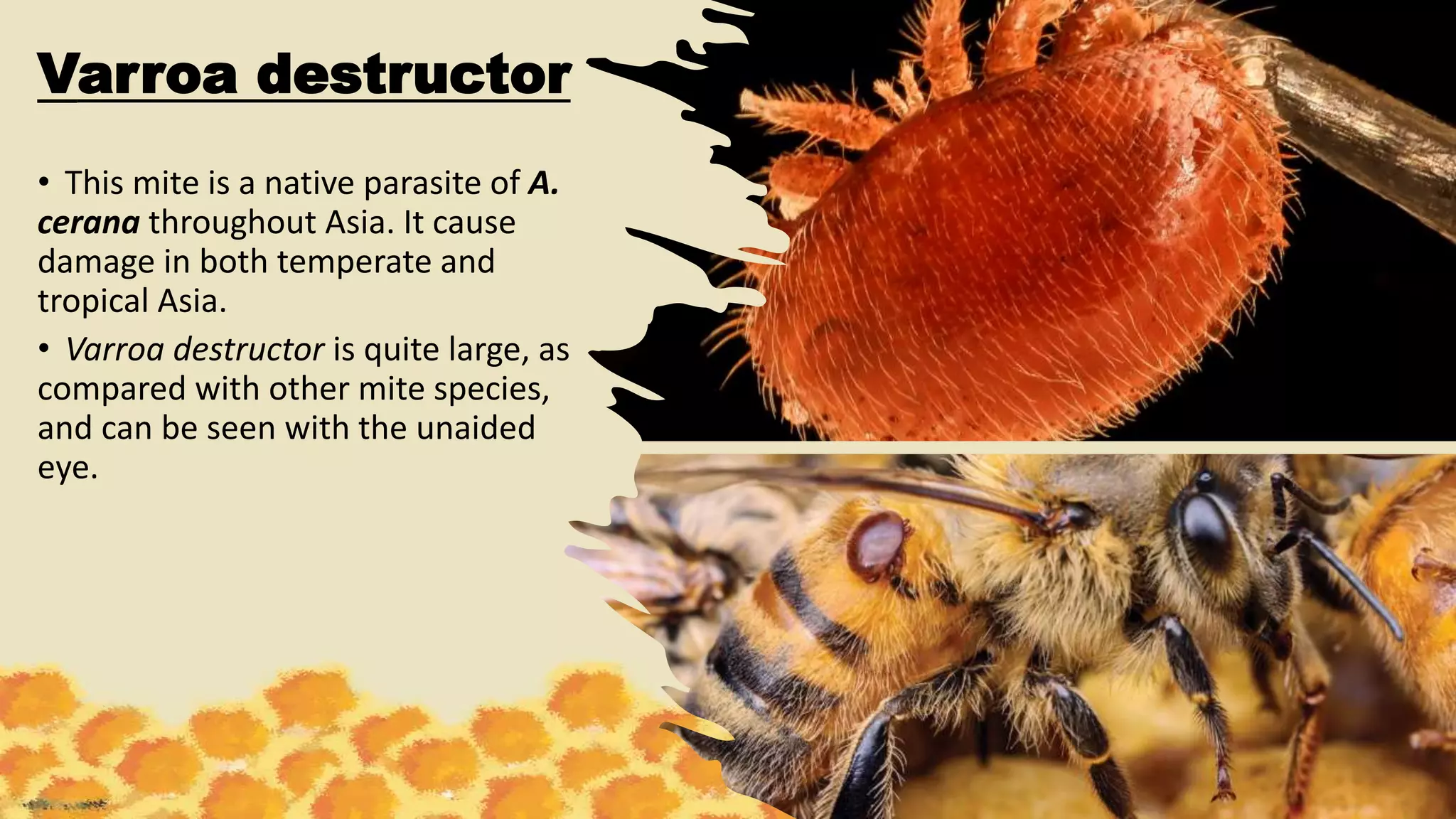 insect and non insect pest and disease of honeybees.pptx