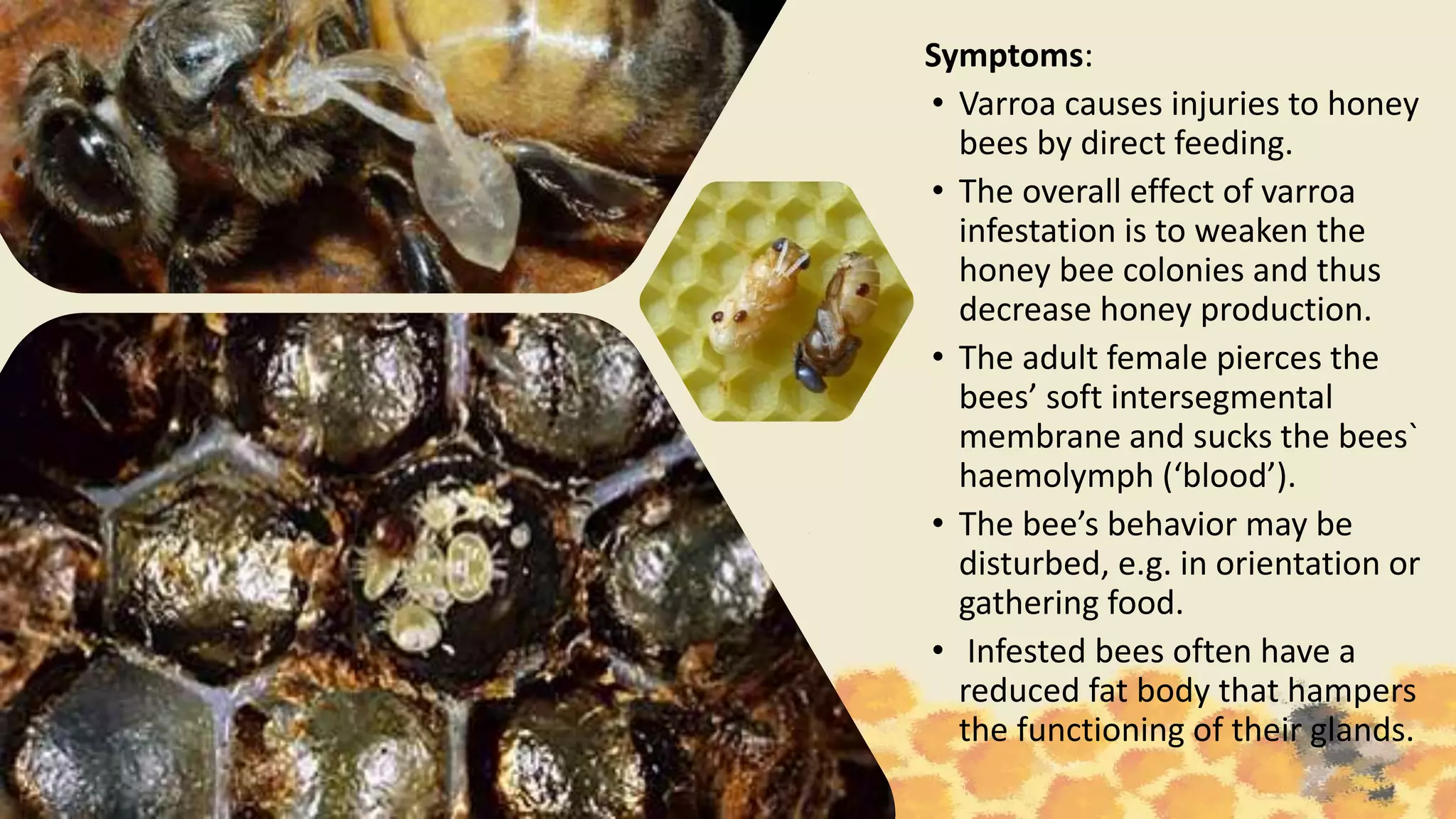 insect and non insect pest and disease of honeybees.pptx