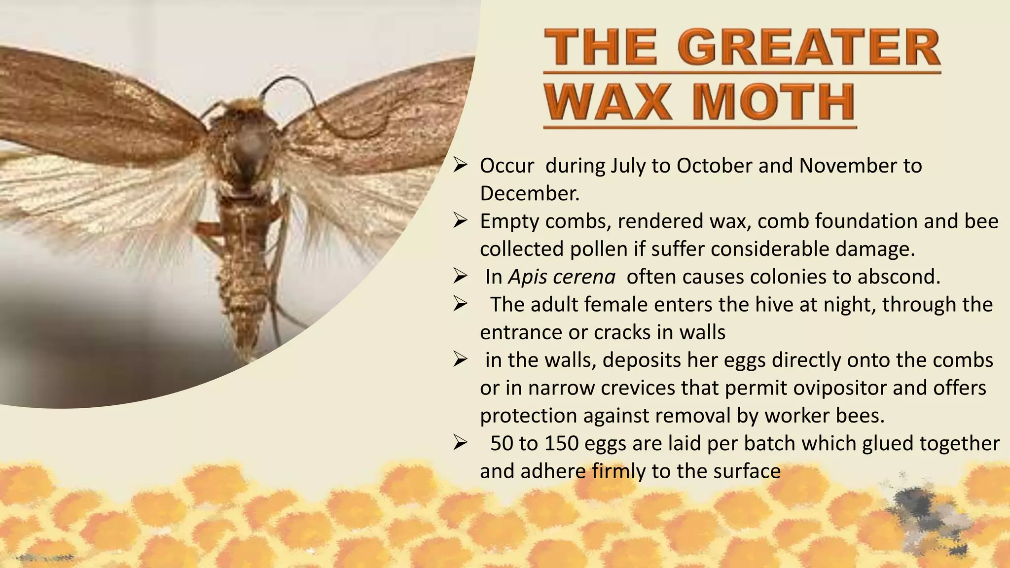 insect and non insect pest and disease of honeybees.pptx