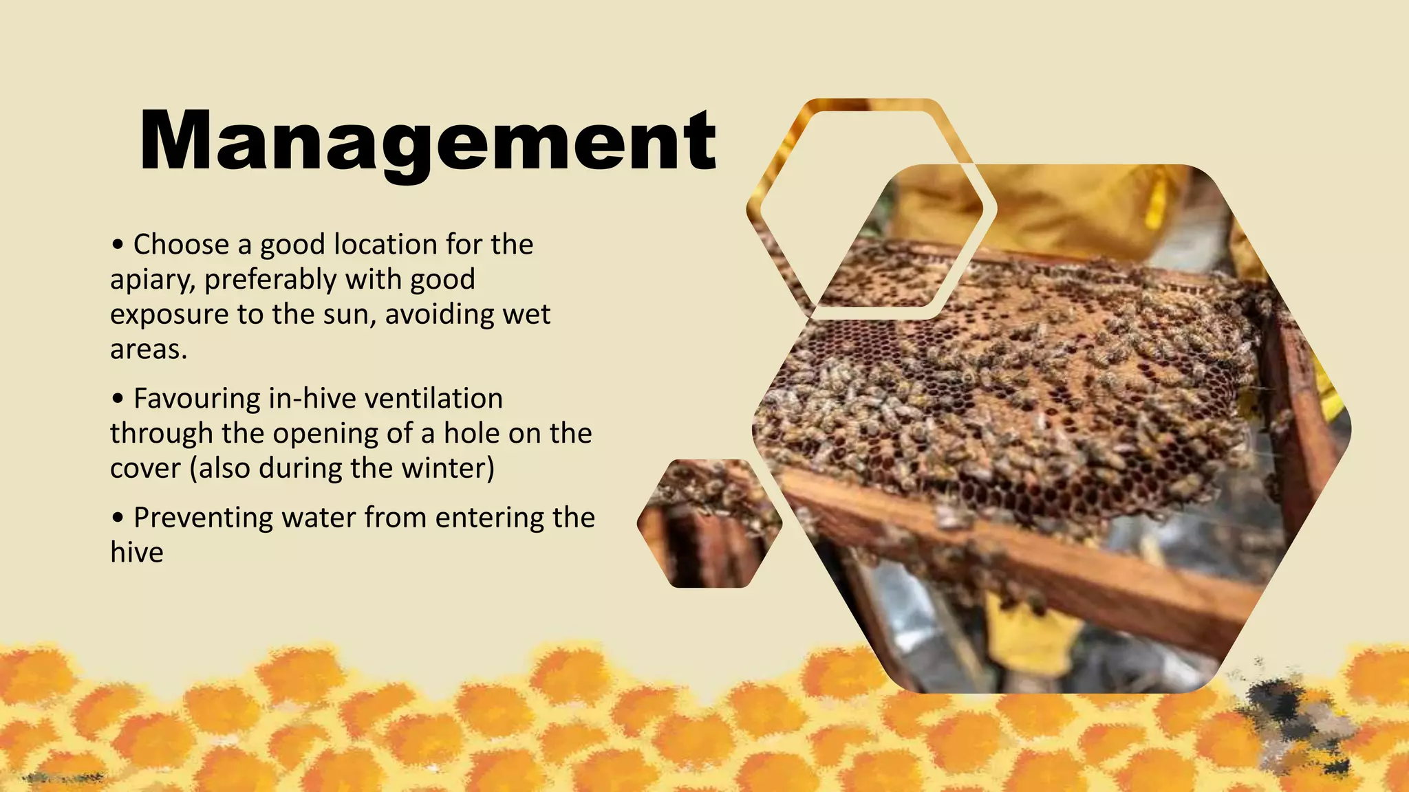 insect and non insect pest and disease of honeybees.pptx