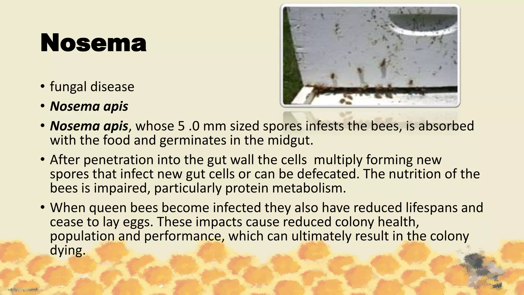 insect and non insect pest and disease of honeybees.pptx
