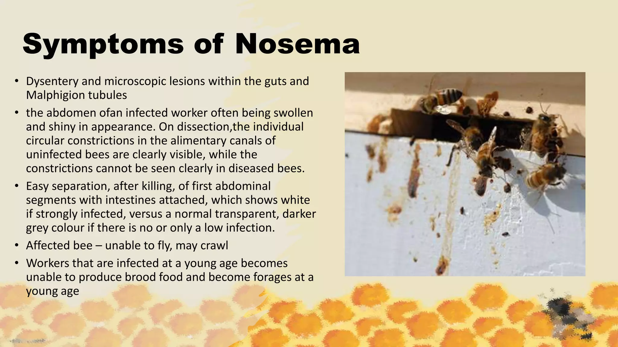 insect and non insect pest and disease of honeybees.pptx