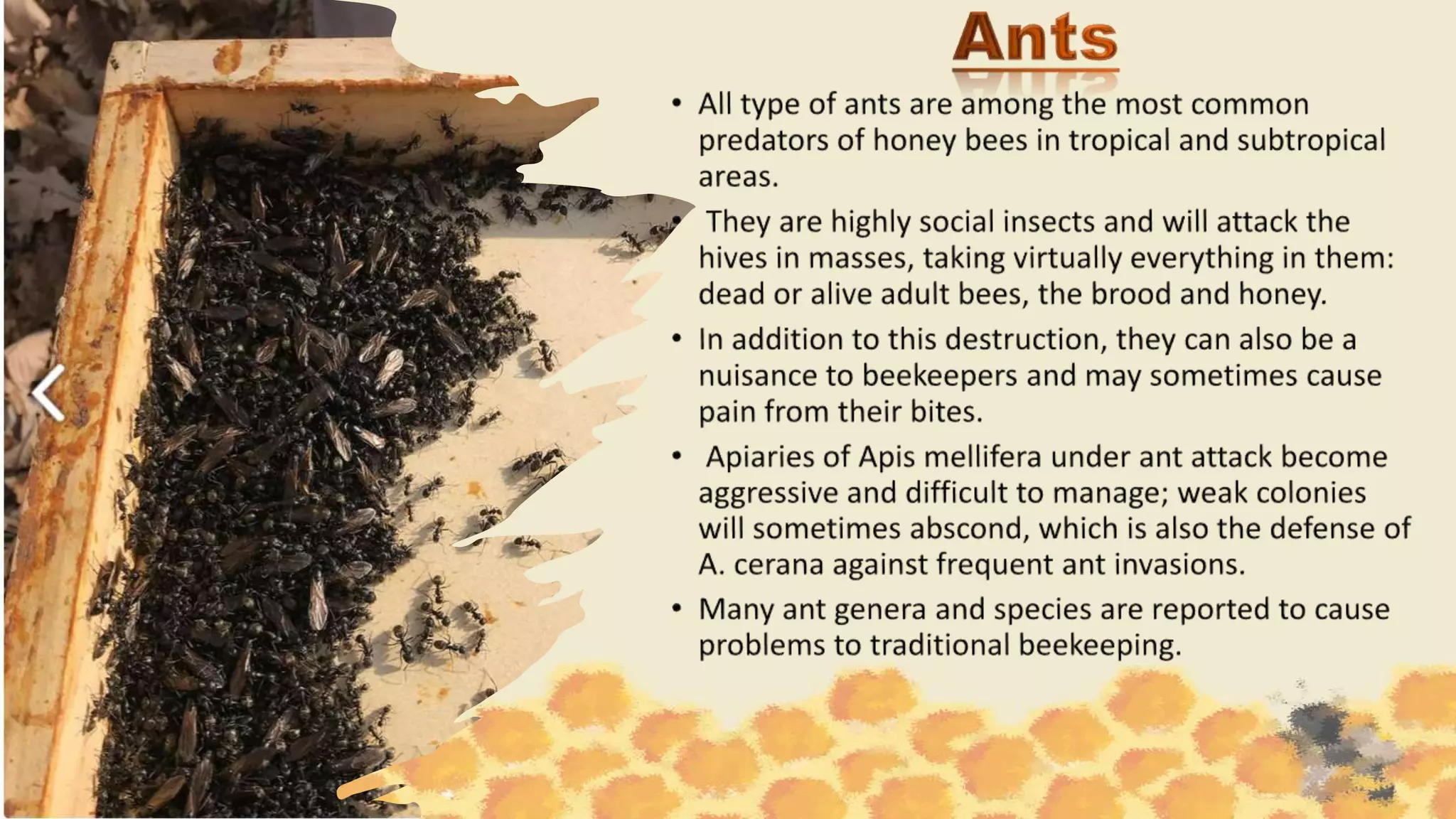 insect and non insect pest and disease of honeybees.pptx