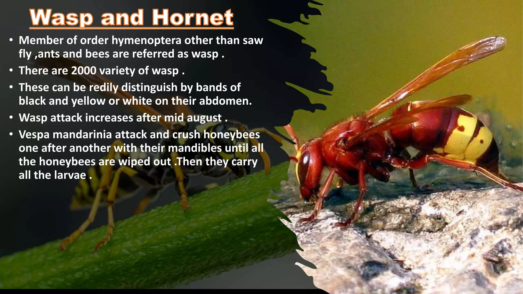 insect and non insect pest and disease of honeybees.pptx