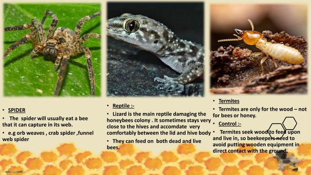 insect and non insect pest and disease of honeybees.pptx | Beekeeping ...