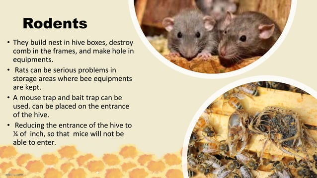 insect and non insect pest and disease of honeybees.pptx | Beekeeping ...