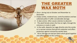 insect and non insect pest and disease of honeybees.pptx
