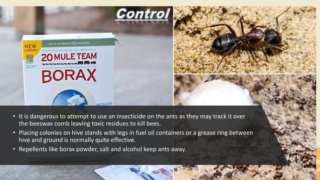 insect and non insect pest and disease of honeybees.pptx | Beekeeping ...