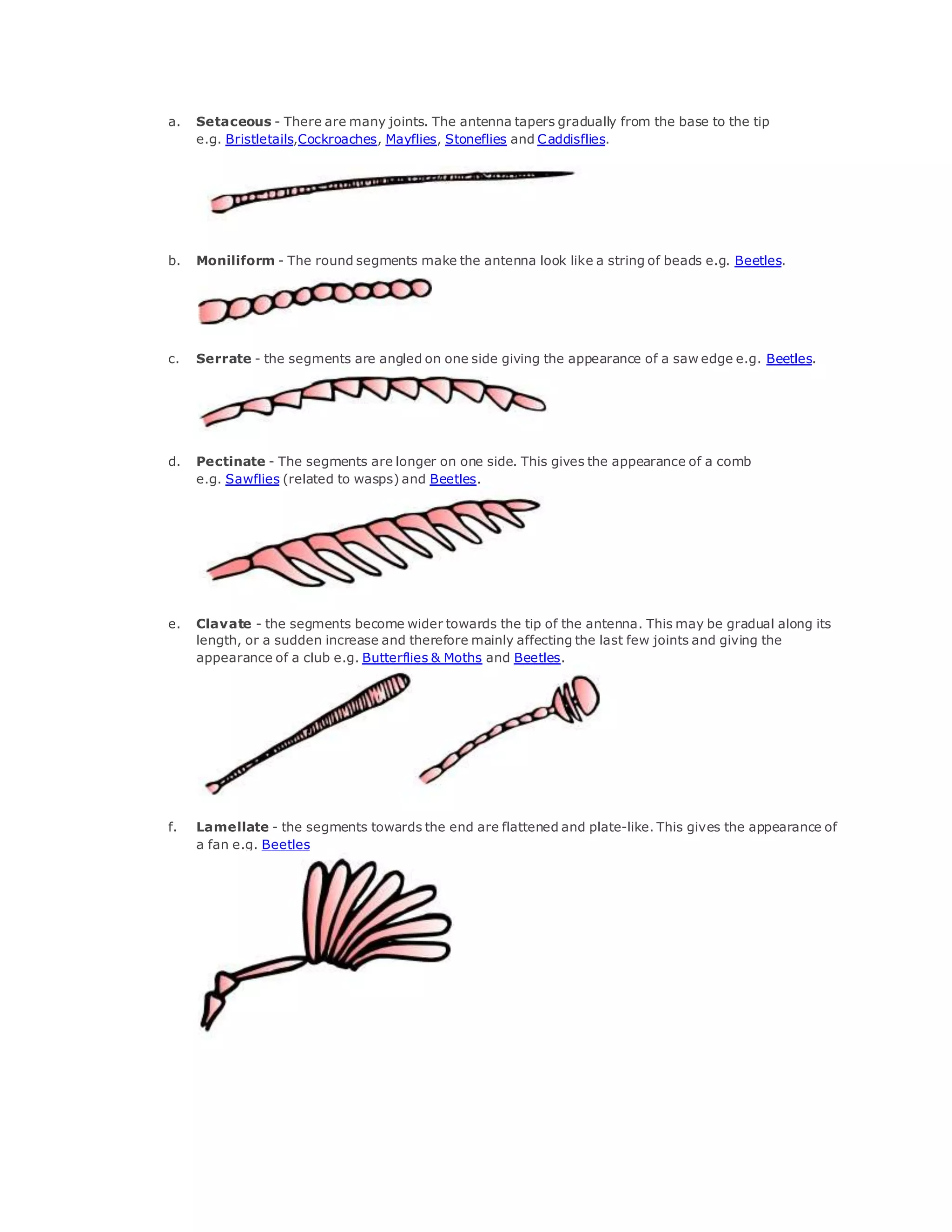 Insect Antennae | DOCX