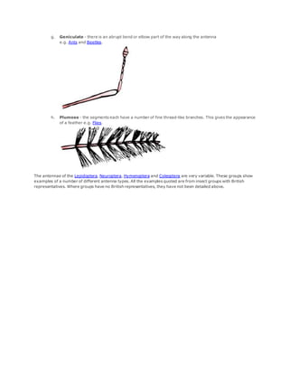 Insect Antennae | DOCX