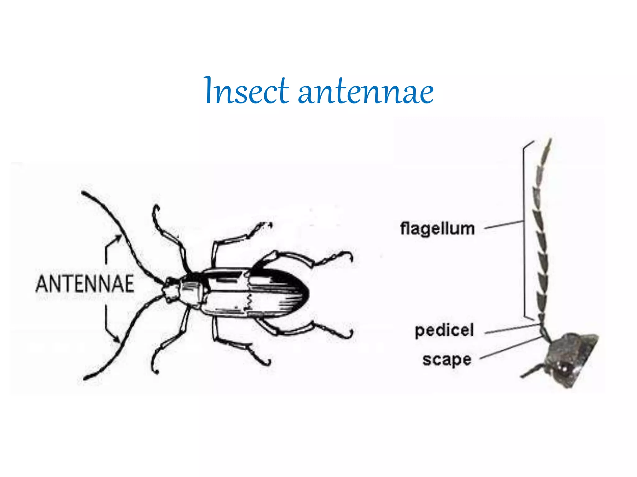 Insect antennae and its modifications | PPTX