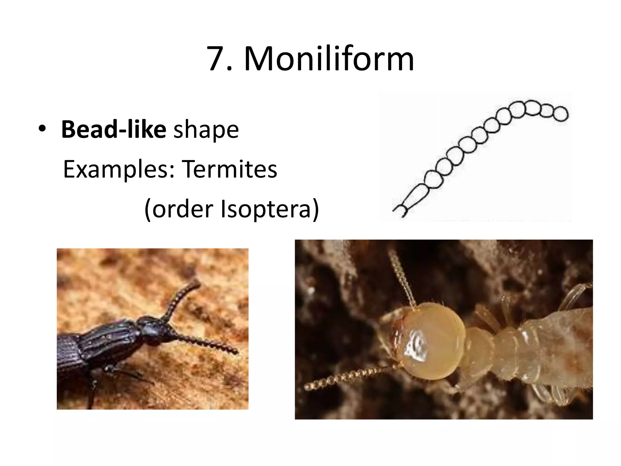 Insect antennae and its modifications | PPTX