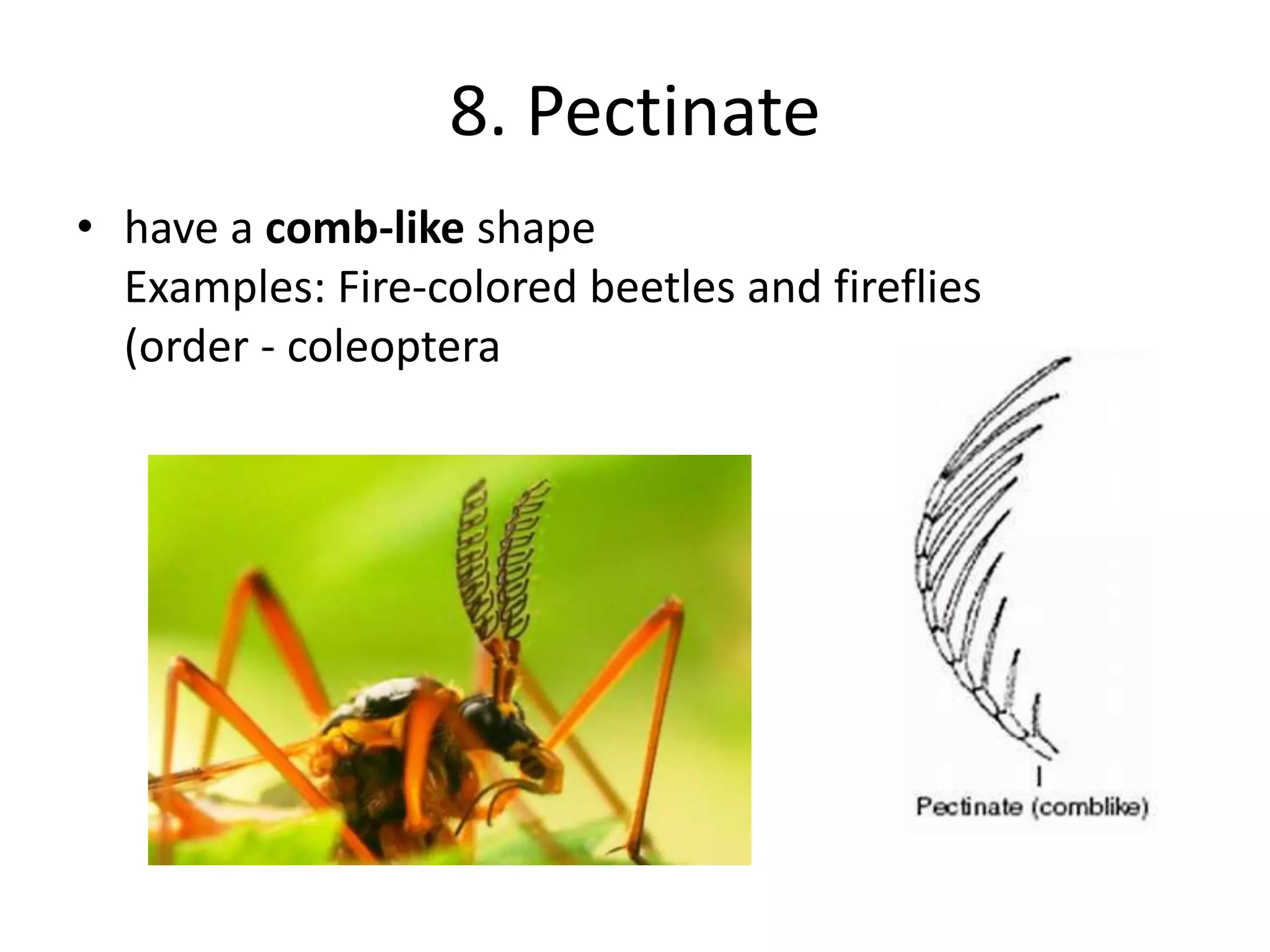 Insect antennae and its modifications | PPTX