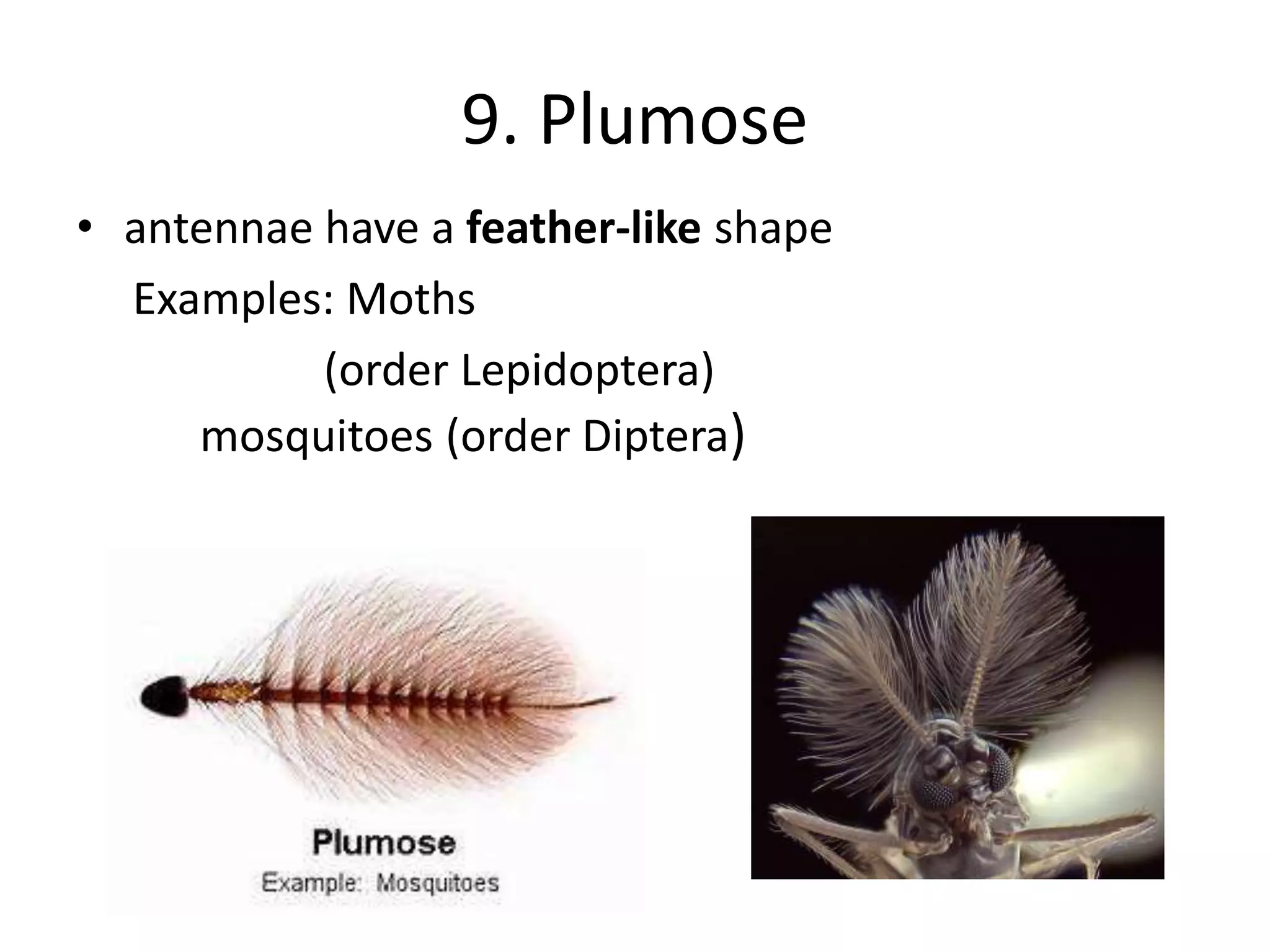 Insect antennae and its modifications | PPTX
