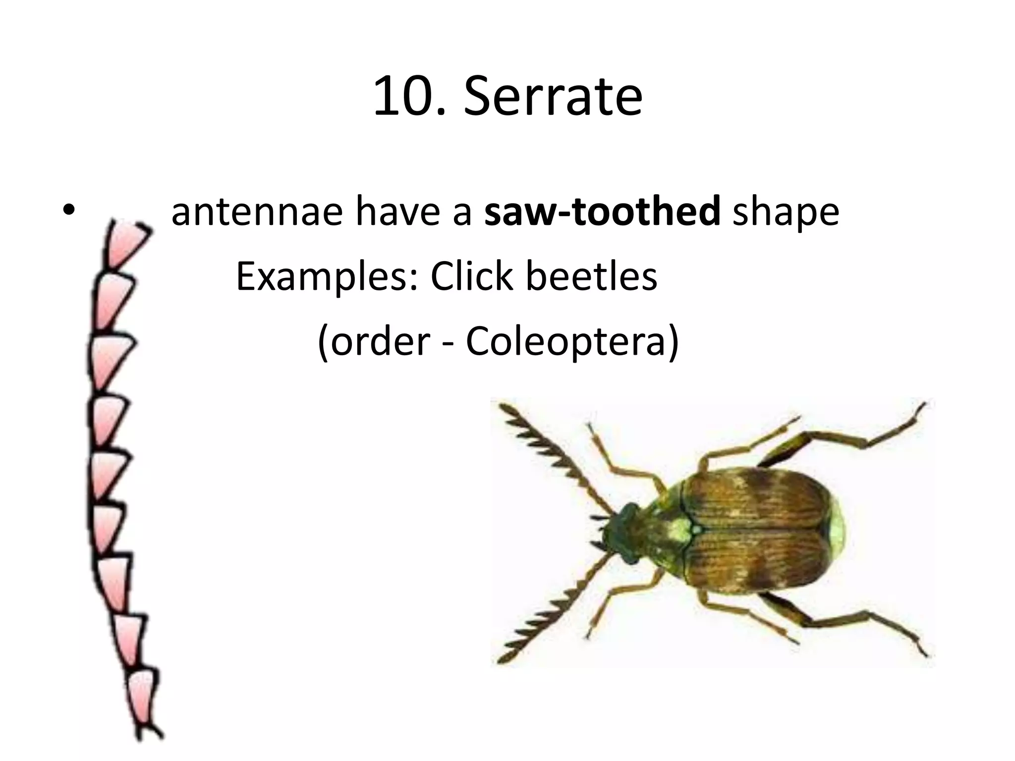 Insect antennae and its modifications | PPTX